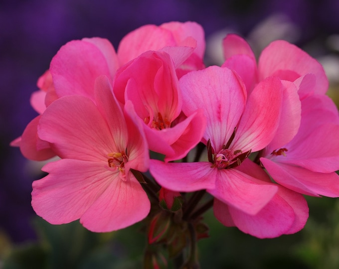 GERANIUM COLORAMA F2 MIX 10 Seeds Pelargonium Zonale Early Flowering ...
