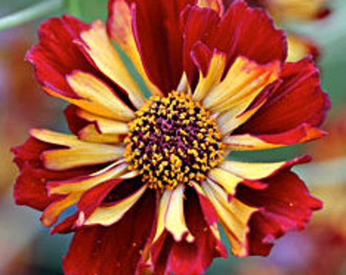 Roulette Coreopsis Seeds, Coreopsis Tintoria, Native Wildflowers CO4025 ...