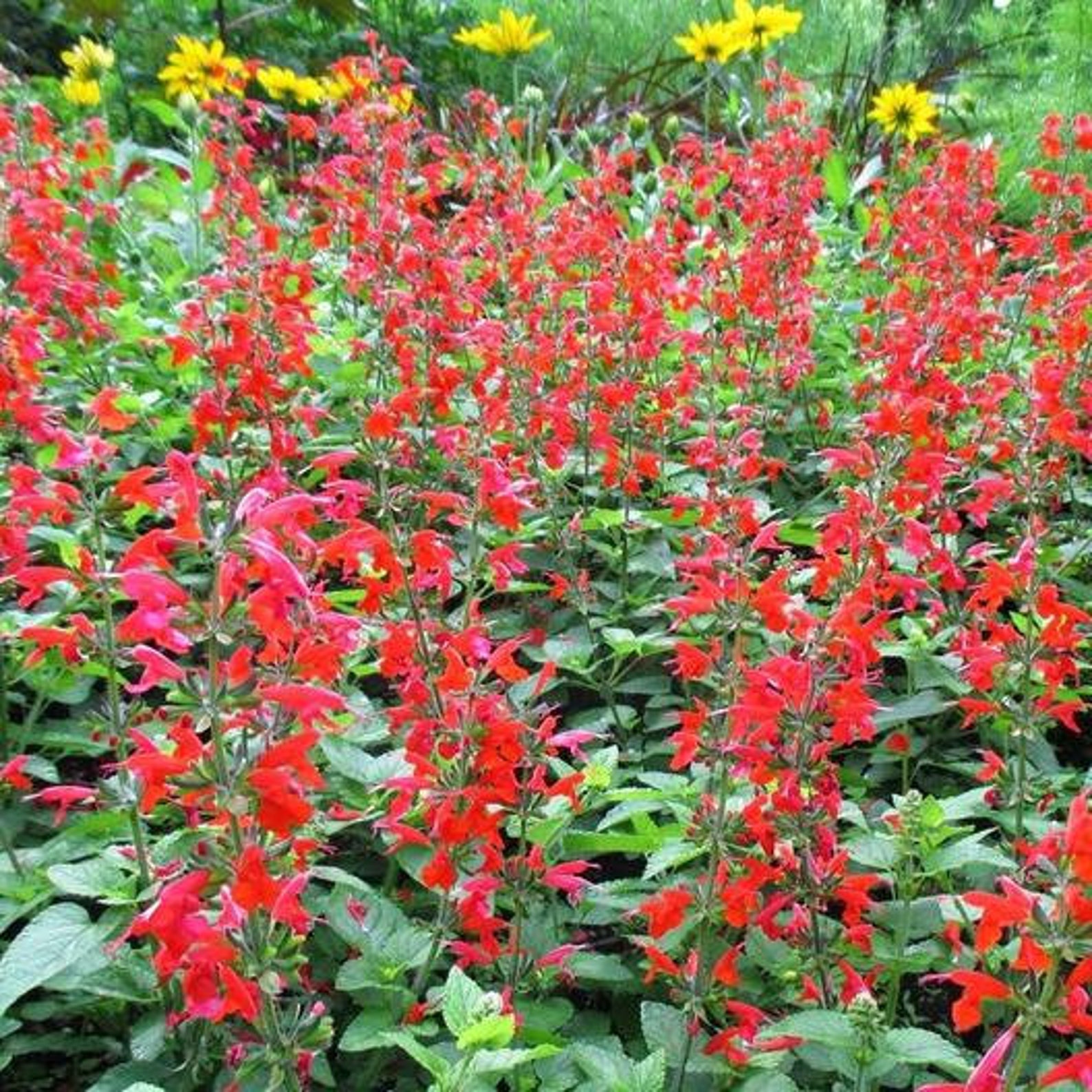 Scarlet Blood Sage Seeds, Butterfly and Hummingbird Magnet, Red Sage ...