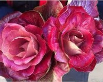 Radicchio Seeds - Etsy
