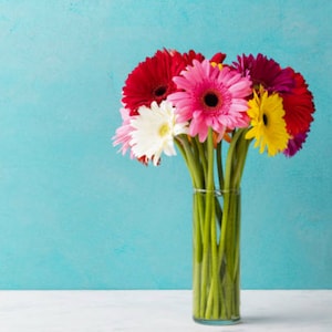 Giant Gerbera Daisy Hybrid Seeds Mix, Gerbera Jamesonii GE0110 - Etsy