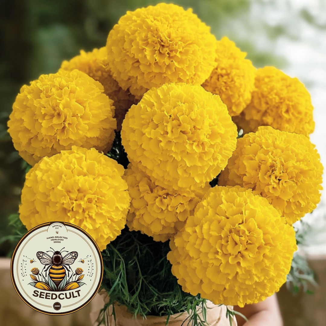 Giant Yellow Marigold Seeds, African, Discovery, Tagetes Erecta TG4925 ...