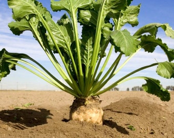 50 Organic Sugar Beets, Non-gmo, Beta Vulgaris, Sub Altissima BE9050 - Etsy