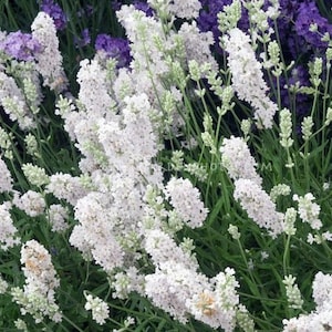 Snow Lavender Seeds, Lavandula Augustifolia Ellegance Snow, Ice LA0420 ...