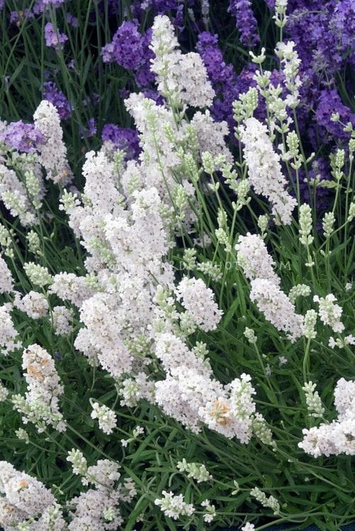 Snow Lavender Seeds, Lavandula Augustifolia Ellegance Snow, Ice LA0420 ...