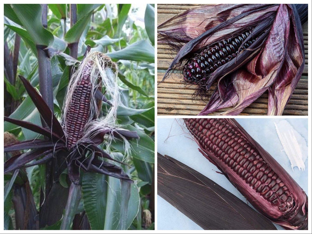 Double Red Sweet Corn Seeds, Organic Zea Mays ZM0125 - Etsy
