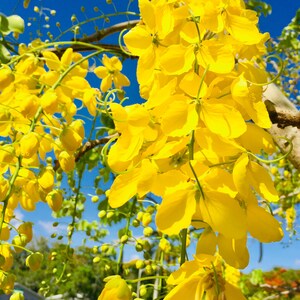 10 Golden Shower Tree Seeds, Cassia Fistula, 10 Seeds, CA6010 - Etsy