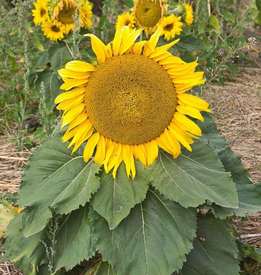 Container Dwarf Sunspot Sunflower Seeds Miniature Helianthus | Etsy