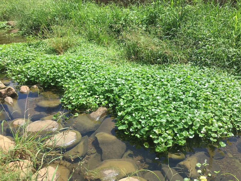 Bulk 200 Organic Watercress Seeds, True Watercress, Nasturtium ...