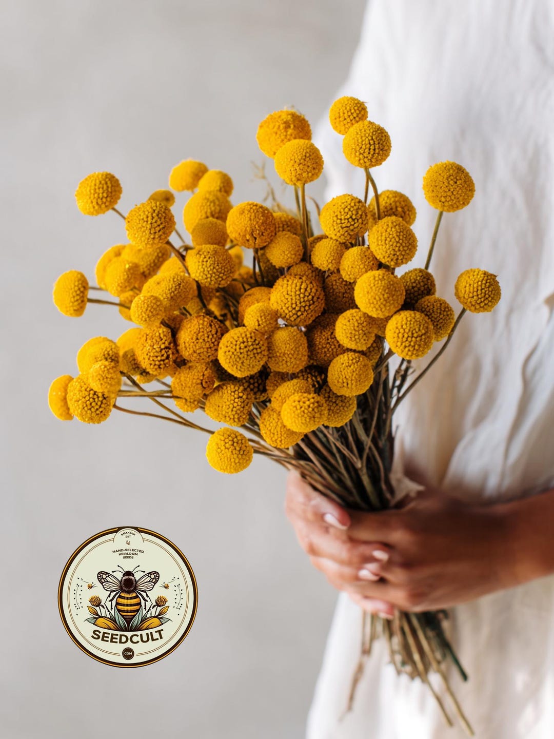 Billy Button Seeds, Craspedia, Billy Balls, Craspedia Globosa CD0150 - Etsy