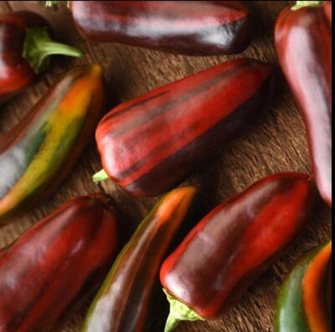 Mocha Swirl Pepper Seeds, Variegated Foliage, Capsicum Annuum, CS1210 ...