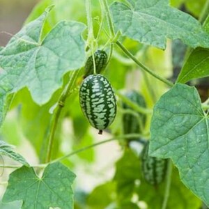 Cucamelon Vine Seeds, Mouse Melon, Tiny Cucumbers, Melothria Scabra ...
