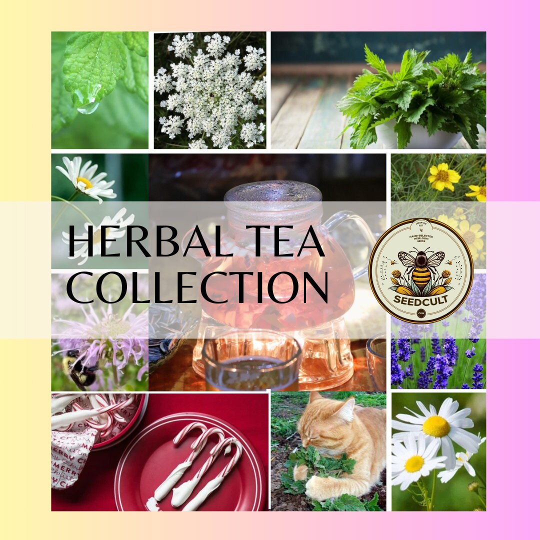 Herbal Tea Seed Collection in Gift Box, Sampler Gift, 10 Individual ...