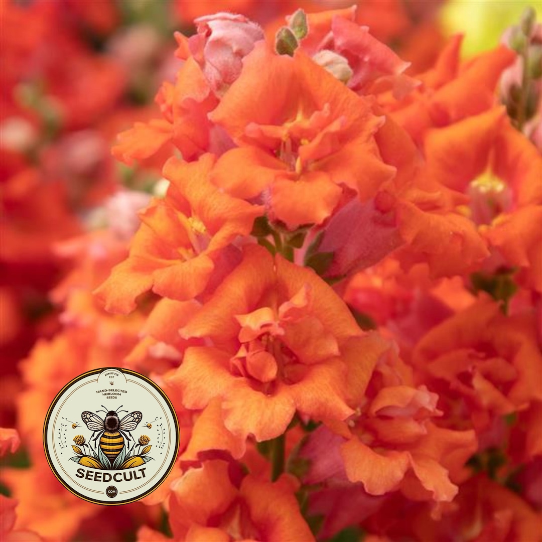 NEW! Sweet Duet Deep Orange Snapdragon Seeds, Double Flowering, Ruffled ...
