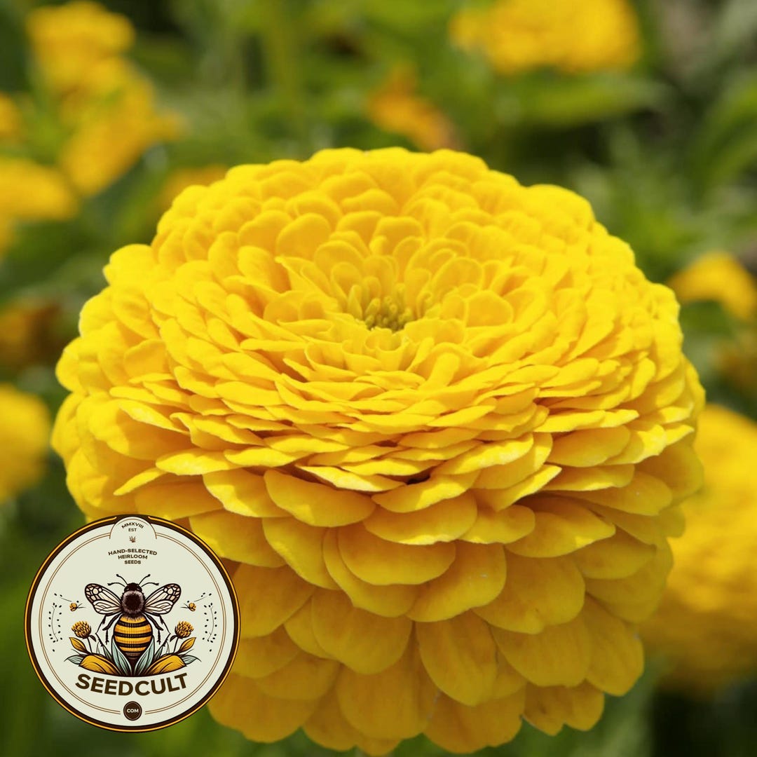 Benarys Giant Golden Yellow Zinnia Seeds, Largest Giant Zinnias, Zinnia ...