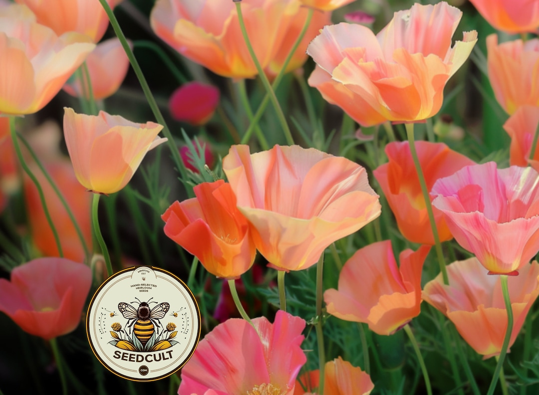 Apricot Chiffon California Poppy Seeds, Thai Silk Eschscholzia ...