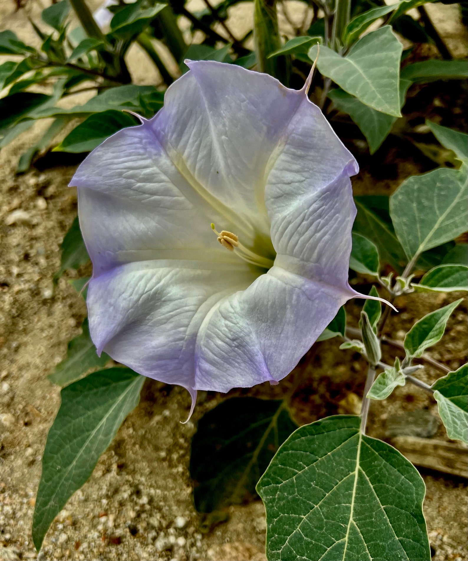 Sacred Fragrant Moon Flower, Datura Wrightii DA0310 - Etsy