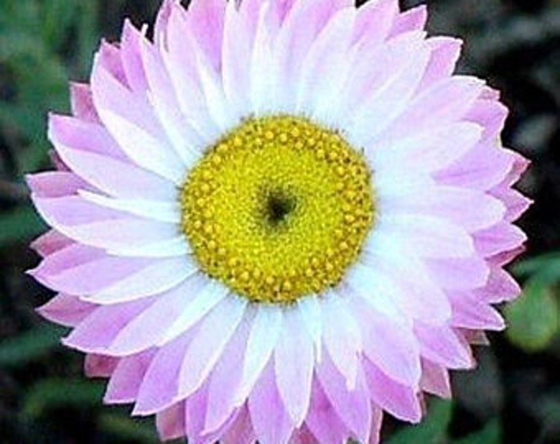 500 Paper Daisy Seeds, Pink Shades, Everlasting Flowers RH015C - Etsy