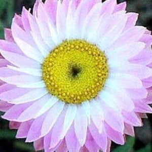 500 Paper Daisy Seeds, Pink Shades, Everlasting Flowers RH015C - Etsy