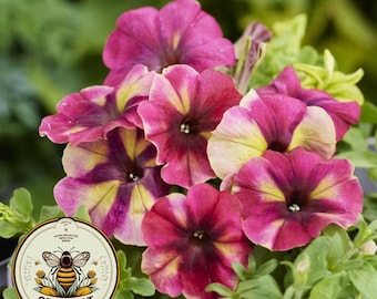 NEW! Blueberry Shake Petunia Seeds, Pelleted for Easier Sowing and ...