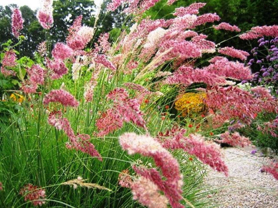 Rare Ruby Grass Seeds, Pink Bubble Grass, Rhynchelyrtum Nerviglumis ...