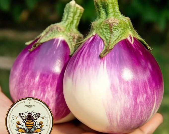 Rose Bianca Eggplant Seeds, Solanum Melongena SM0440 - Etsy