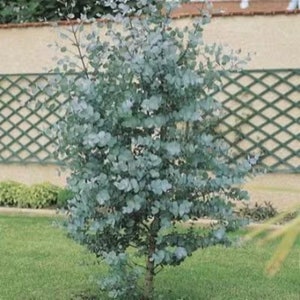 Organic Dwarf Baby Blue Eucalyptus Seeds, Indoor House Plant ...