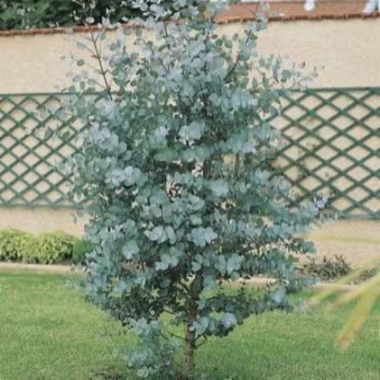 Dwarf Eucalyptus Baby Blue
