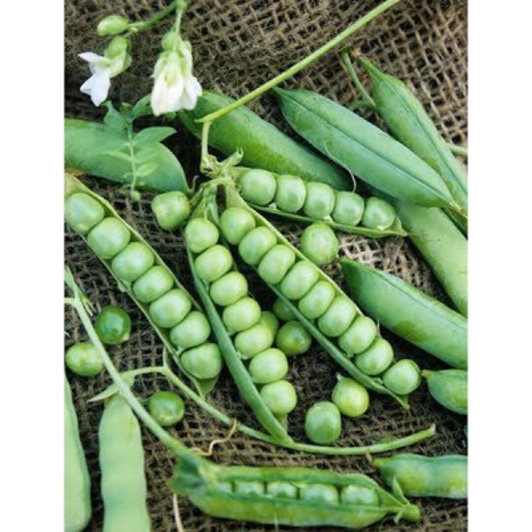 Wando Heat Tolerant Peas Pisum Sativum PI0250 - Etsy