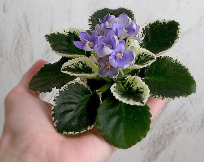 20 Mini African Violet Seeds, Indoor House Plant, Saintpaulia Ionantha ...