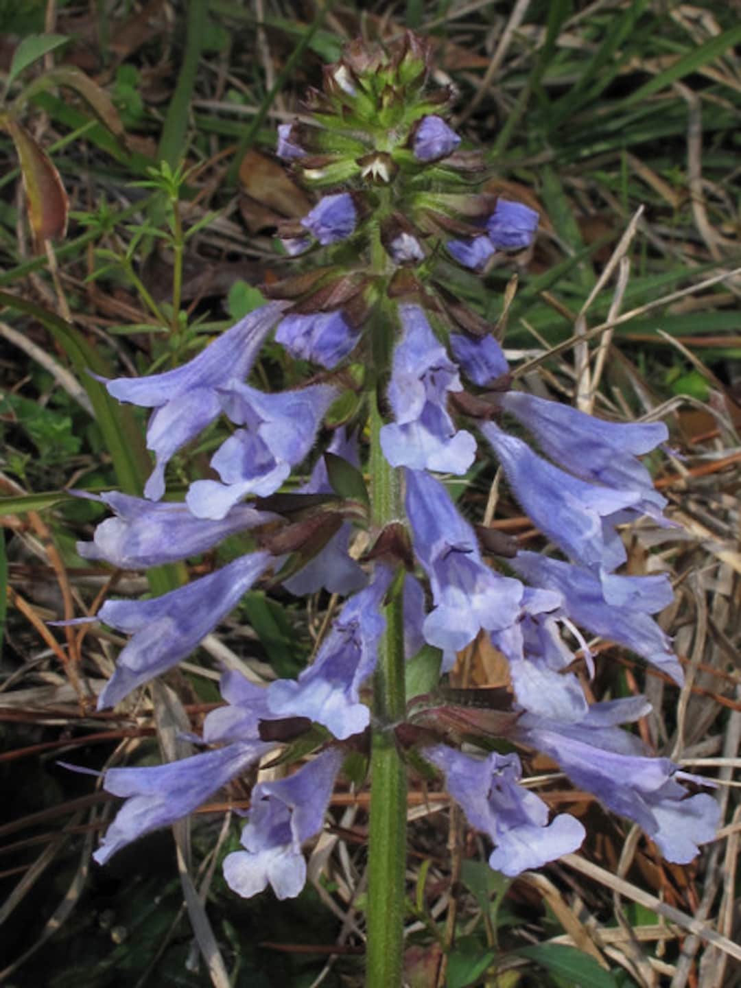 Lyre Leaf Sage Seeds, US Native Wildflower, Southeast, Salvia Lyrata ...