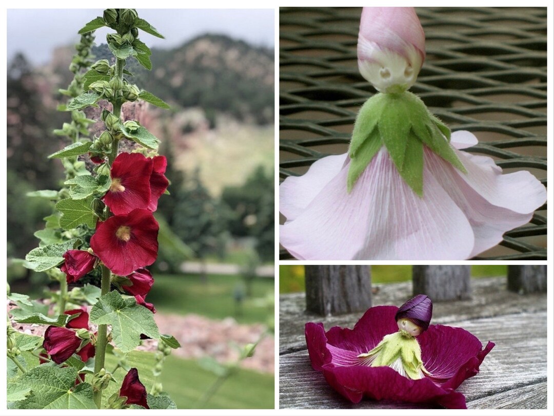 50 Mixed Color Hollyhock Seeds, Alcea Rosea AL8050 - Etsy