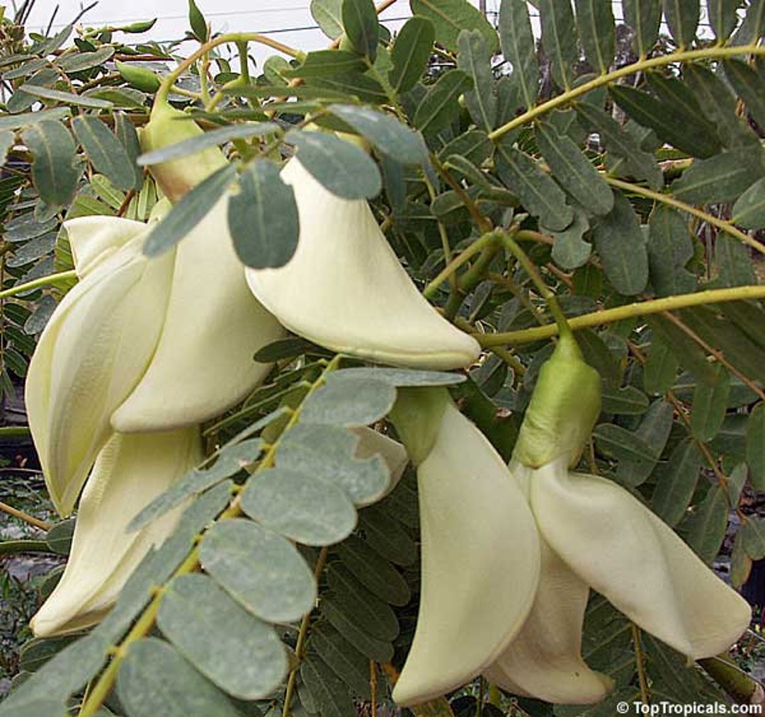 White Hummingbird Tree Seeds, Edible Flowers, Pods and Leaves, Sesbania ...