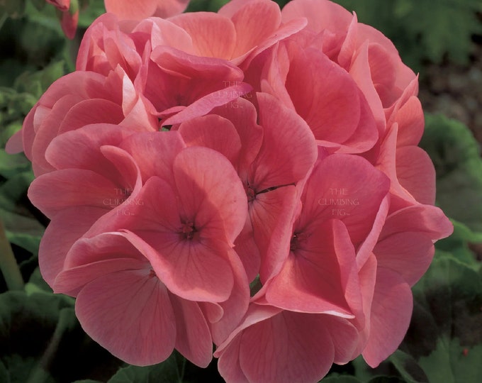 GERANIUM COLORAMA F2 MIX 10 Seeds Pelargonium Zonale Early Flowering ...