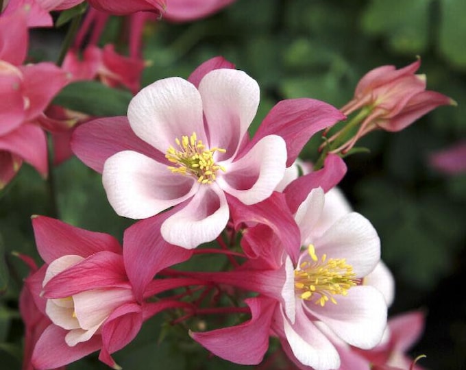 50 Rose Star Columbine Seeds, Flowering Shade Perennial, Aquilegia Rose ...