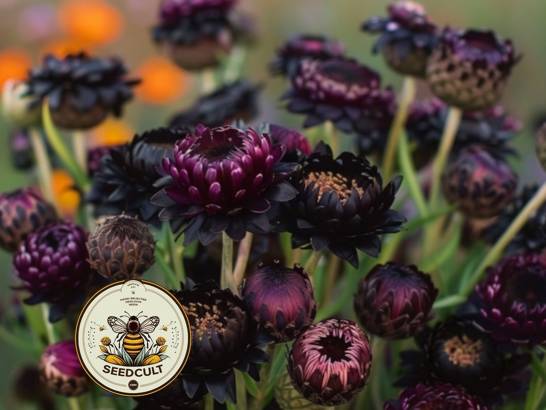Dragon's Den Black Strawflower Seeds, Dragons Fire X Purple Red ...