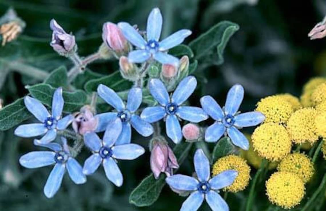 Blue Milkweed Seeds Heavenly Blue Tweedia Caerulea | Etsy