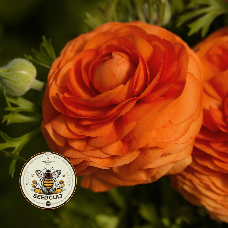 NEW! Bloomingdale Mix Ranunculus Seeds, Compact Container, Ranunculus ...