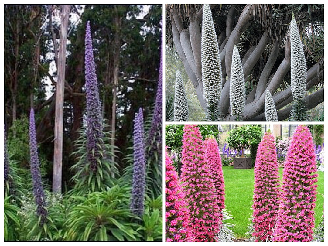 Mix Tower of Jewel Seeds, Blue, Pink, White, Echium Pininana EC8010 - Etsy