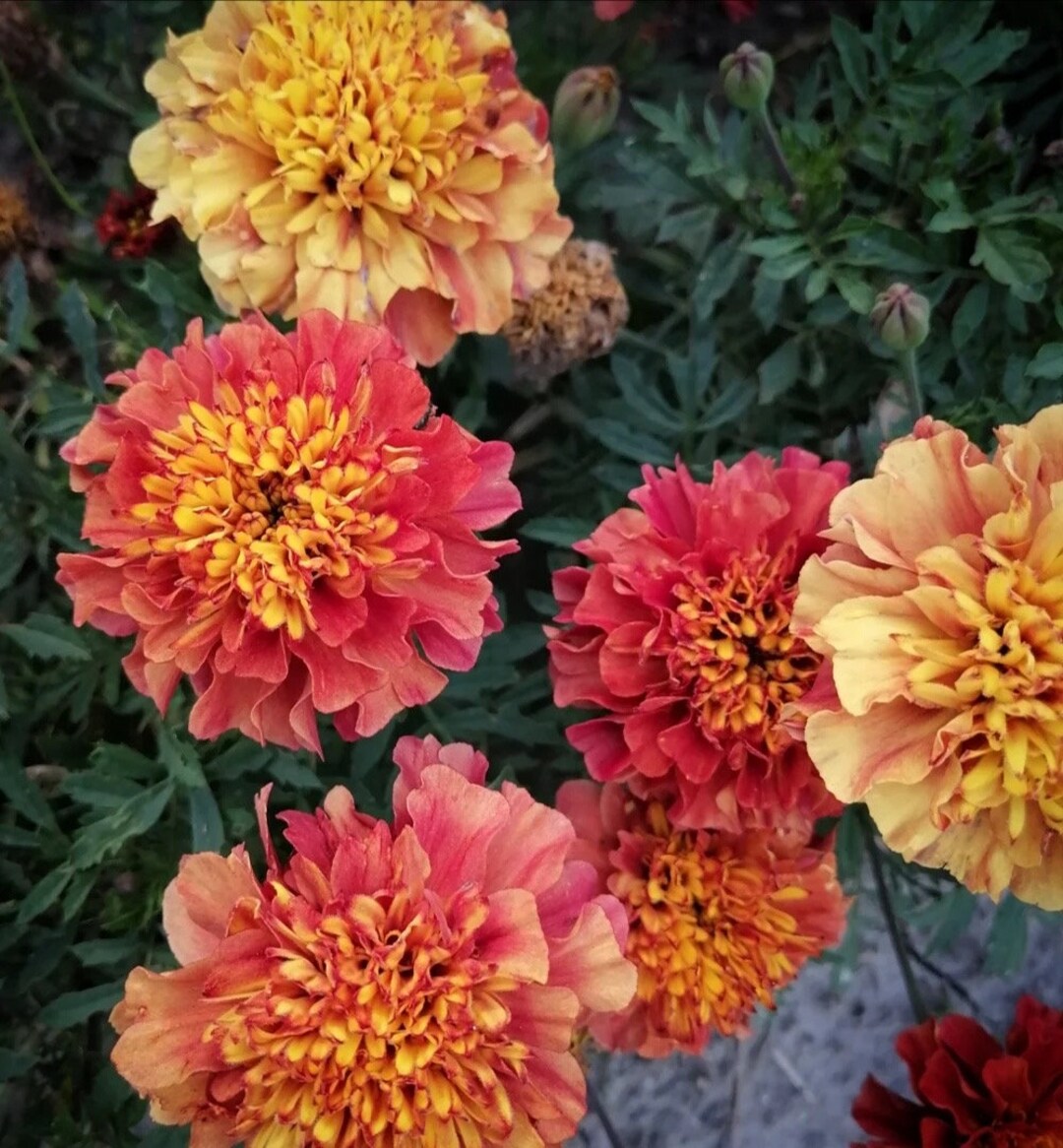 Strawberry Blonde Marigold Seeds, Tagetes Patula TG4310 - Etsy