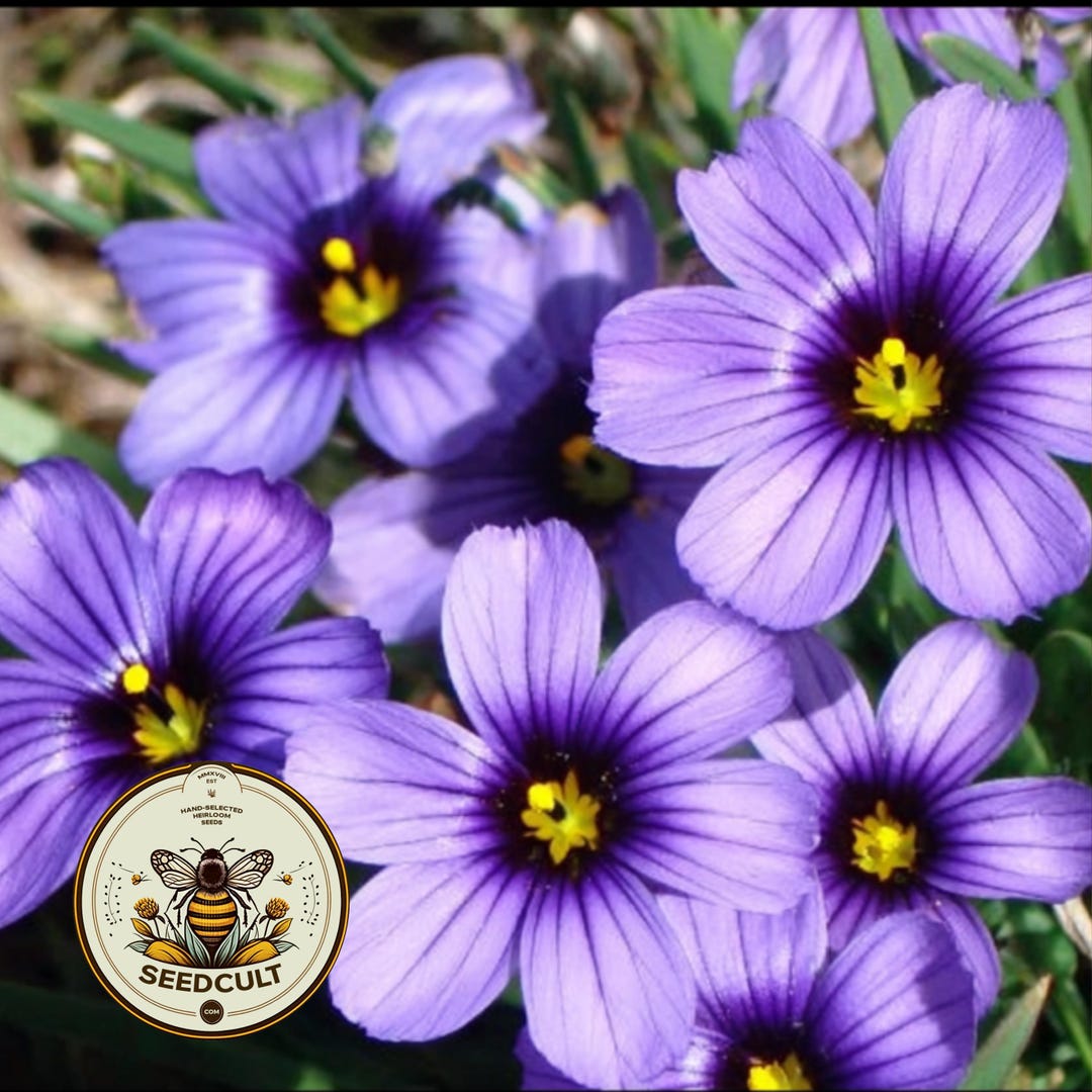 NEW! Western Blue Eyed Grass Seeds, California, Oregon Native ...