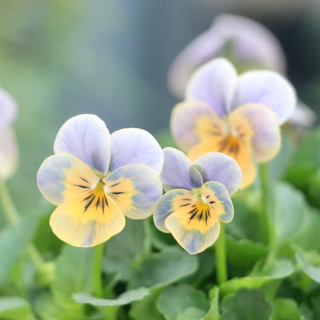 NEW Miniola Heart Ice Blue Viola Seeds, Viola Hybrida VL1925 - Etsy