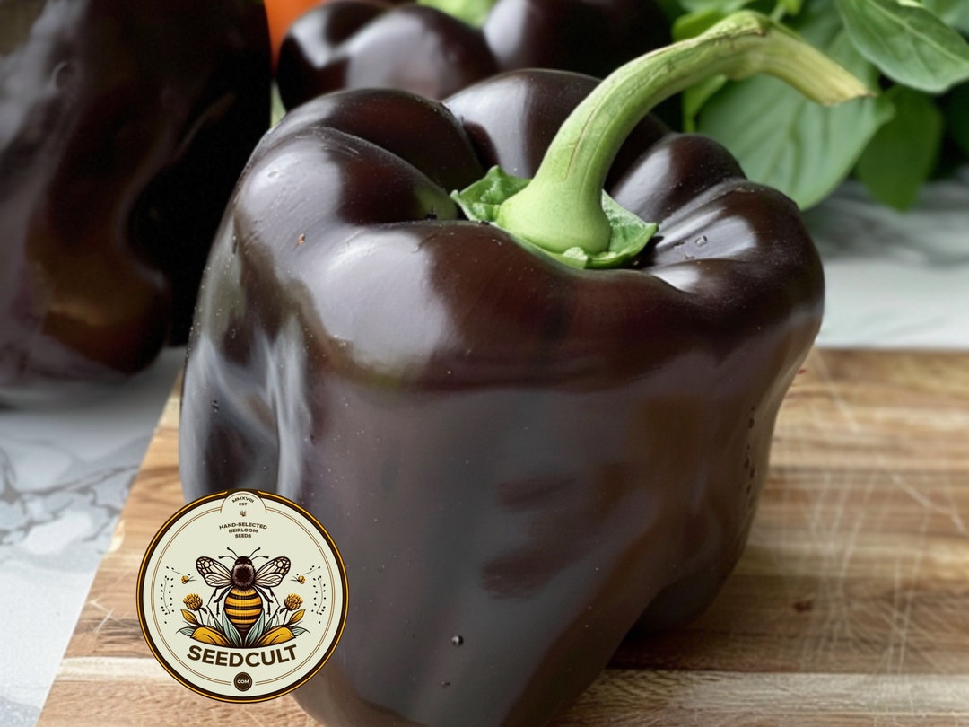 Chocolate Beauty Bell Pepper Seeds, Sweet Peppers, Capsicum Annuum ...
