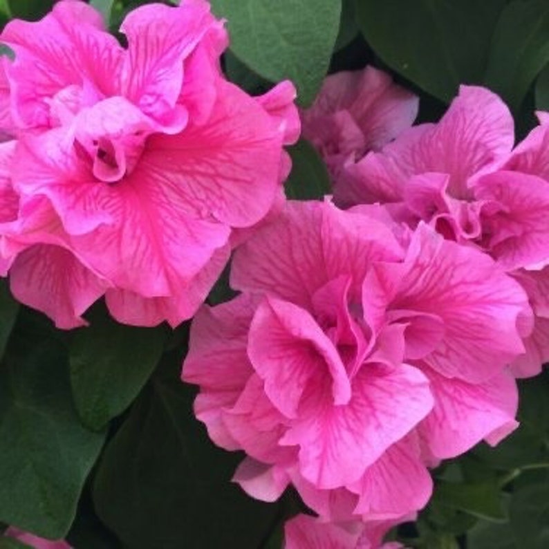 Double Cascade Pink Petunia Seeds, Pelleted for Easier Sowing and ...