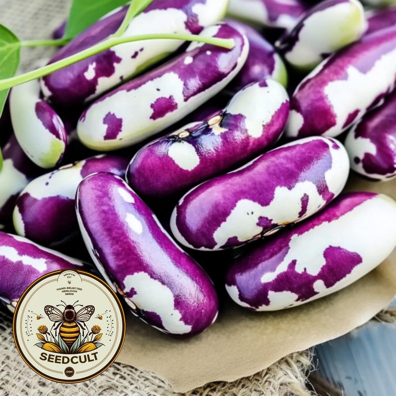 1500 Year Old Cave Bean Seeds, Ancient Beans, Phaseolus Vulgaris ...