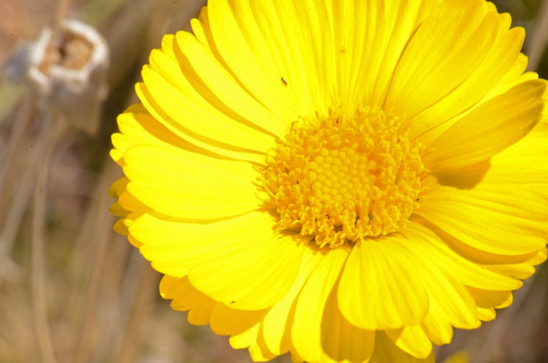 Desert Marigold Seeds, SW US Native Wildflower, Baileya Multiradiata ...