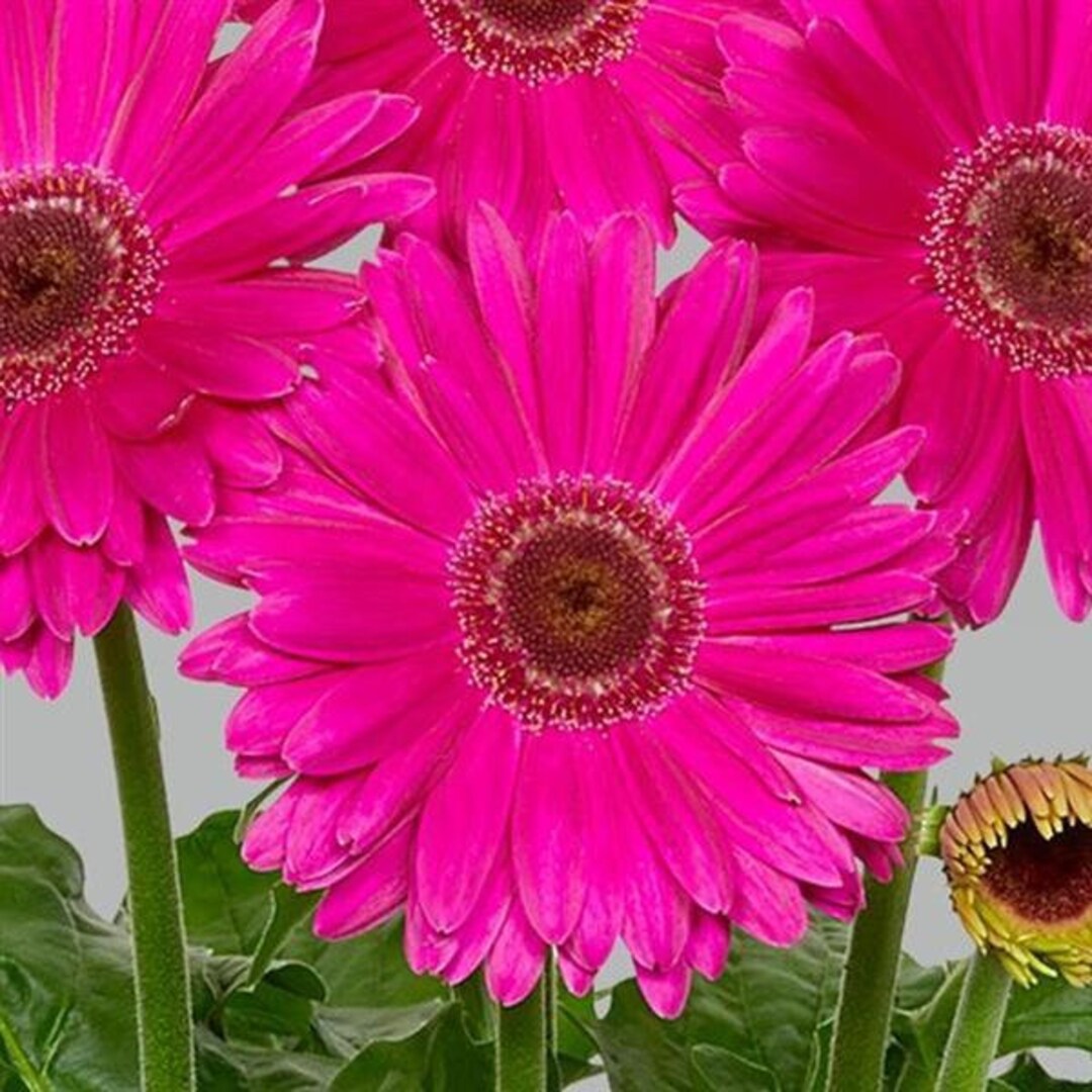 5 Royal Prince Neon Violet Gerbera Daisy Seeds, Gerbera Jamesonii ...