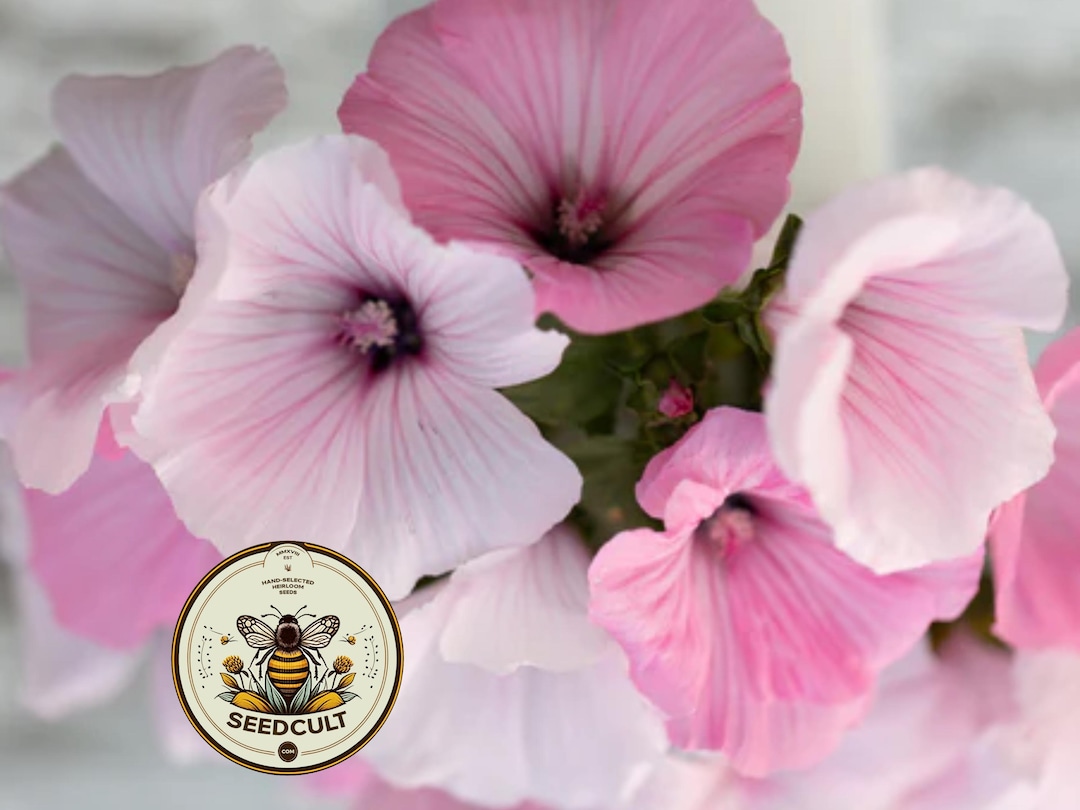 Rose Mallow Seeds, Color Variety, Rose, Hot Pink, Pink and White ...