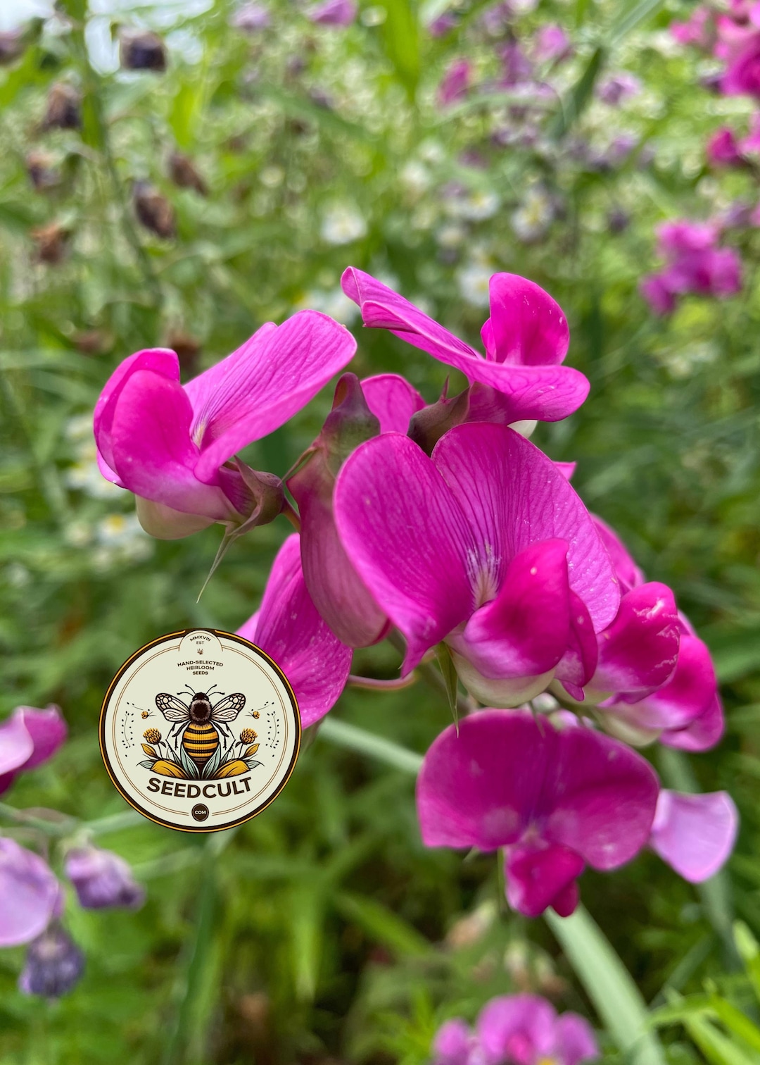 Utah Sweetvetch Seeds, US and Canadian Native, Hedysarum Boreale HE4025 ...