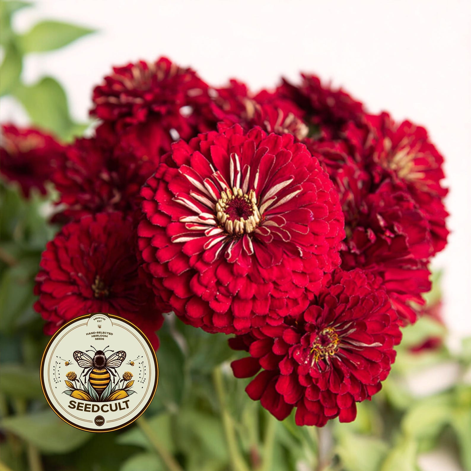NEW! Benarys Giant Deep Red Zinnia Seeds, Largest Giant Zinnias, Zinnia ...